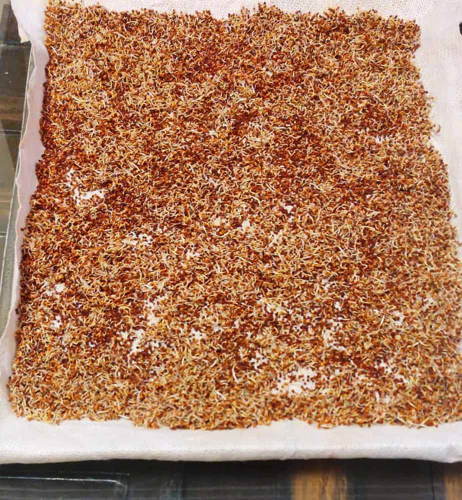 Ragi Sprouts (5) - Samira's Recipe Diary